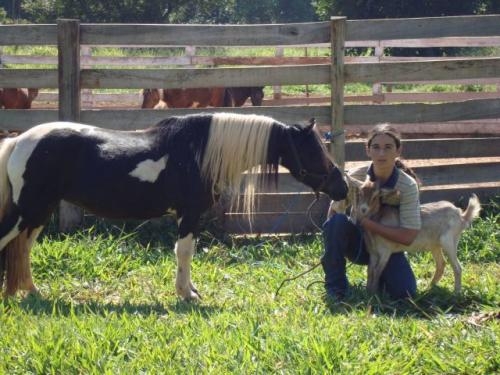 Aluguel de ponei e mini touro em Sorocaba - Outros Servicios | 19611