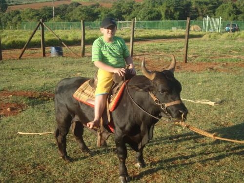 Aluguel de ponei e mini touro em Sorocaba - Outros Servicios | 19611